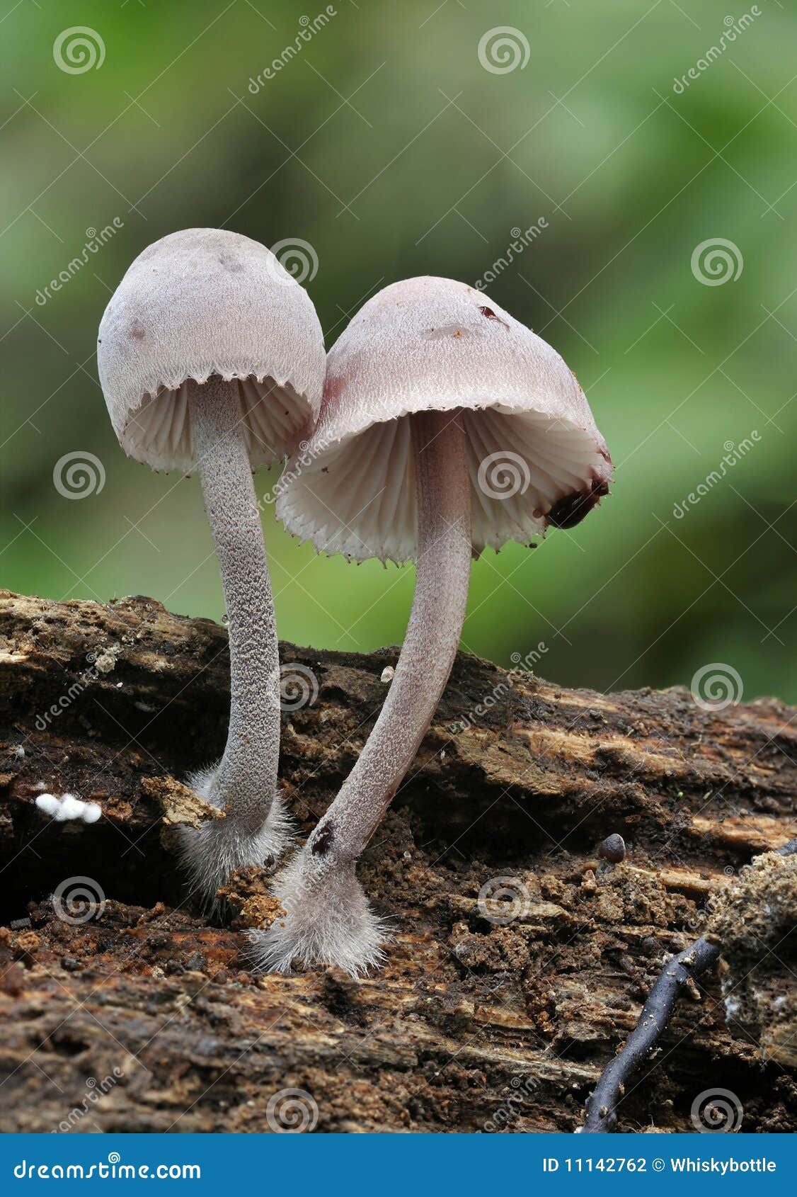 Bleeding Mycena or Burgundydrop Bonnet Stock Photo - Image of portrait ...
