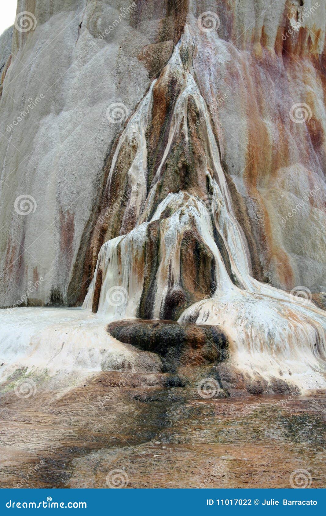 Bleeding rock stock photo. Image of nature, outside, tranquil - 11017022