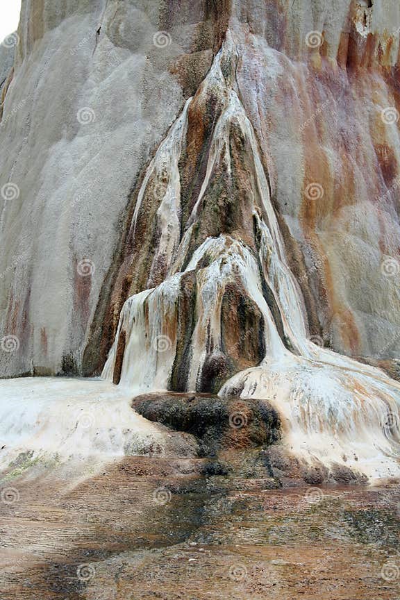 Bleeding rock stock photo. Image of nature, outside, tranquil - 11017022