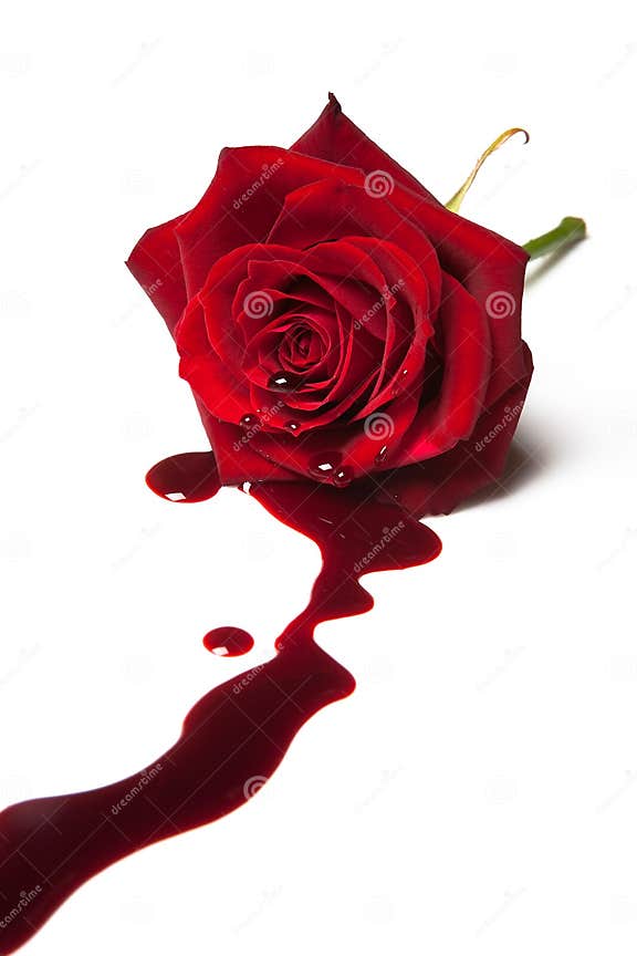 Bleeding rose stock photo. Image of hurt, close, sadness - 17842126