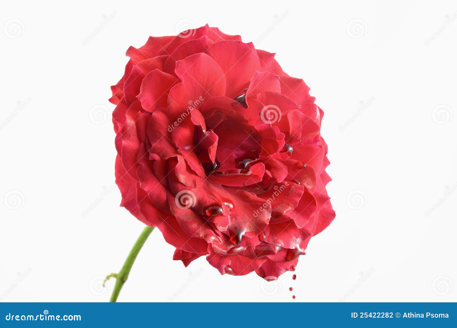 An Open Bleeding Wound On The Leg With Cleansed Skin, Bruises And ...