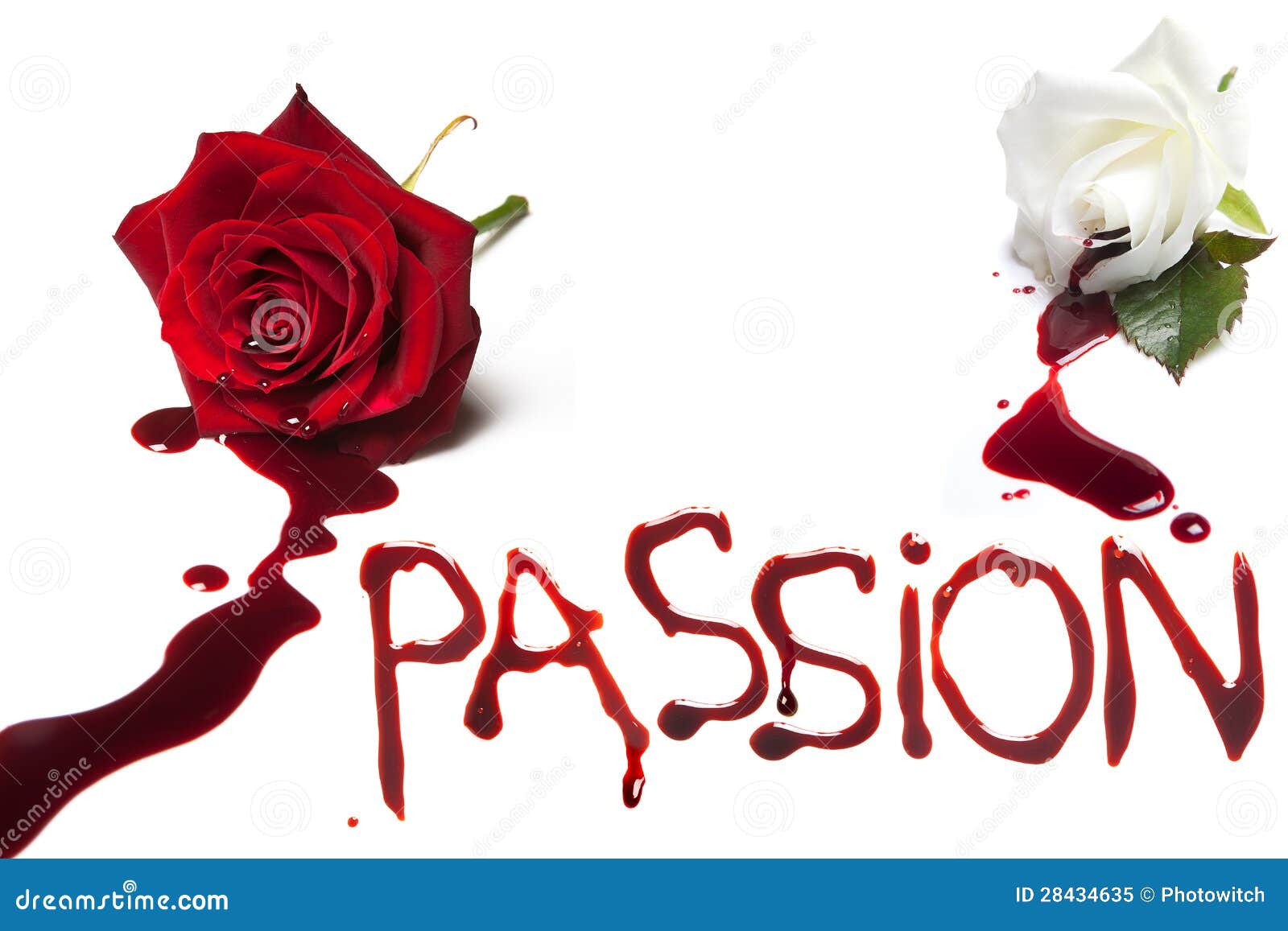 Bleeding roses for Passion stock image. Image of pain - 28434635