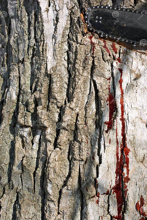 Bleeding tree stock image. Image of hurt, concept, destroying - 17640341