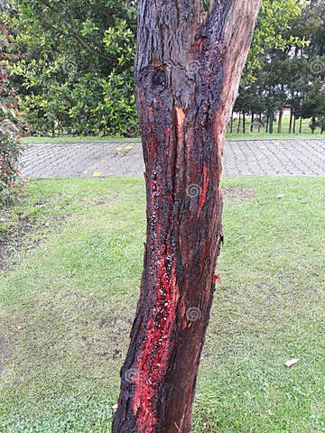 Bleeding tree stock photo. Image of bleeding, unique - 154597170