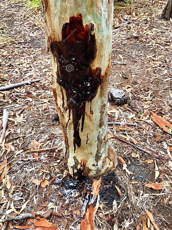 Bleeding tree stock image. Image of tree, bleeding, nature - 253451625