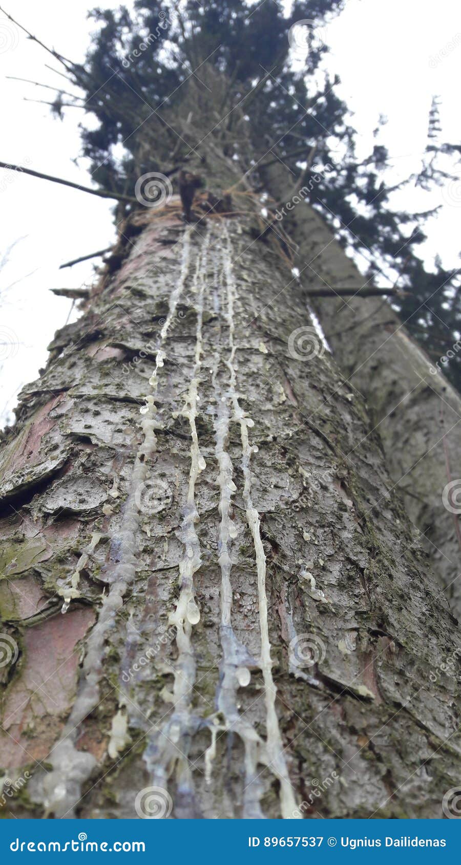 Bleeding tree stock image. Image of nature, woods, tree - 89657537