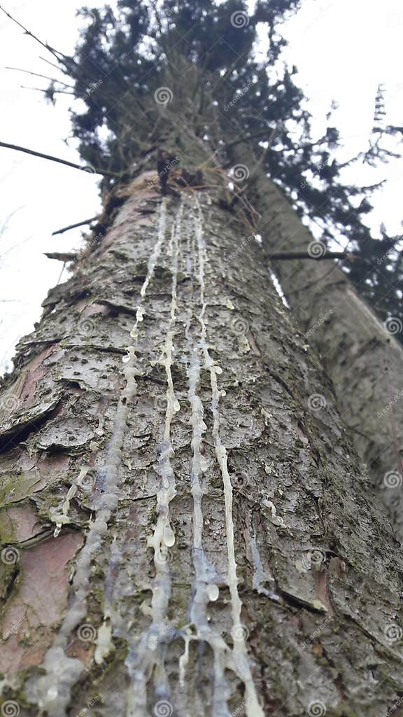 Bleeding tree stock image. Image of nature, woods, tree - 89657537