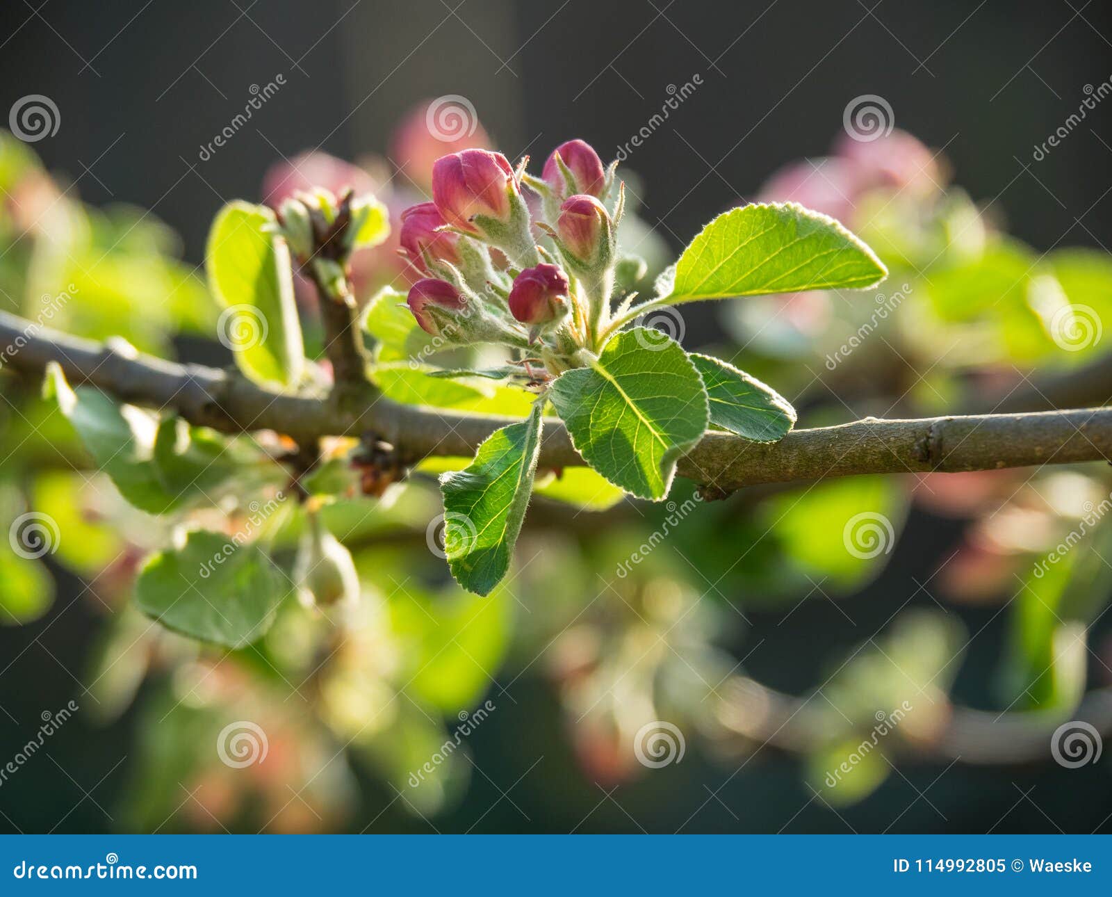 Bleeding trees in germany stock image. Image of garden - 114992805