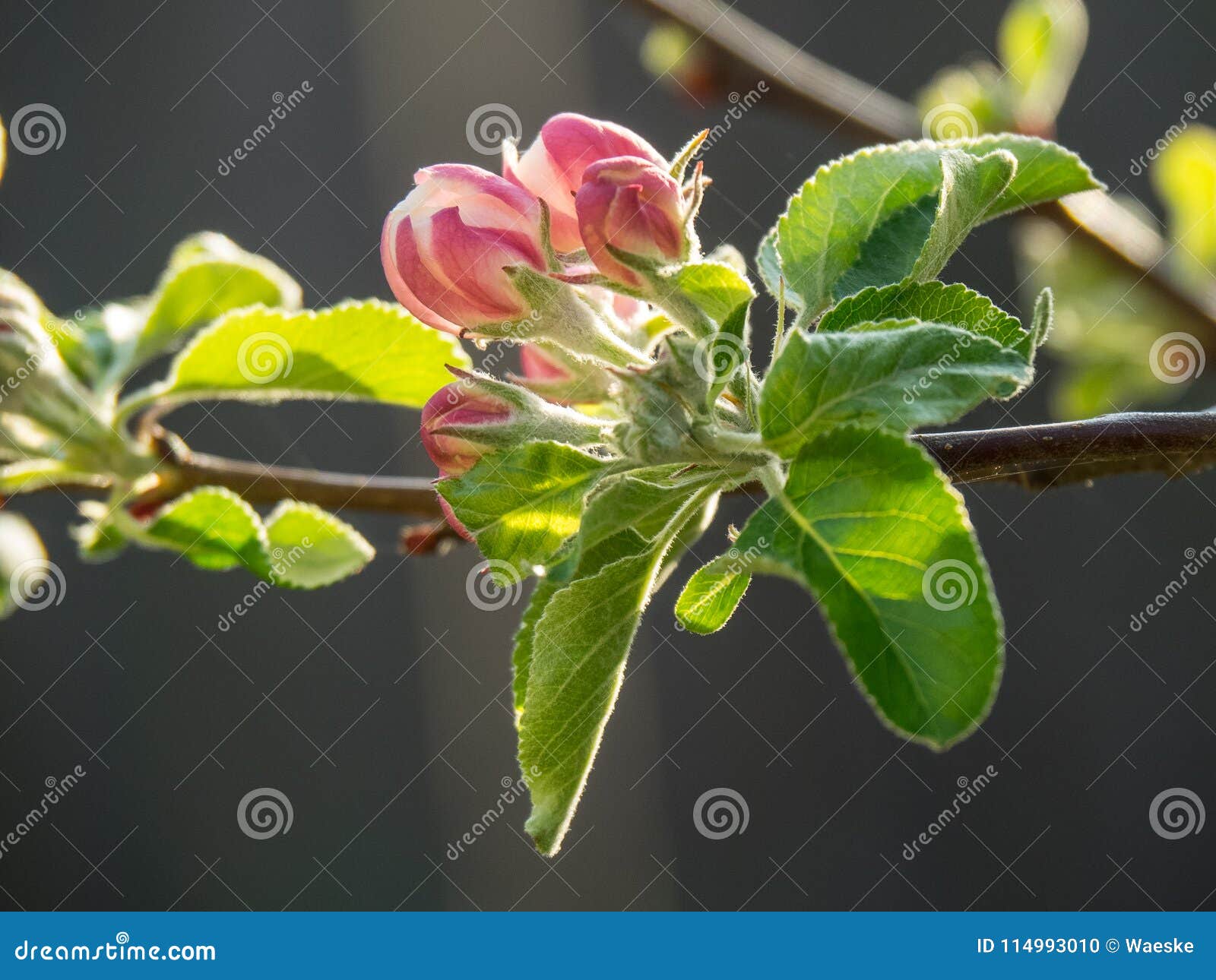 Bleeding trees in germany stock photo. Image of fruit - 114993010
