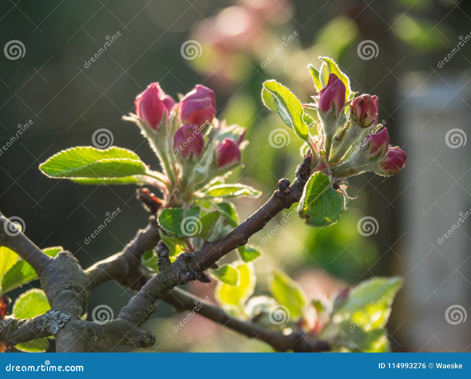 Bleeding trees in germany stock photo. Image of nature - 114993276