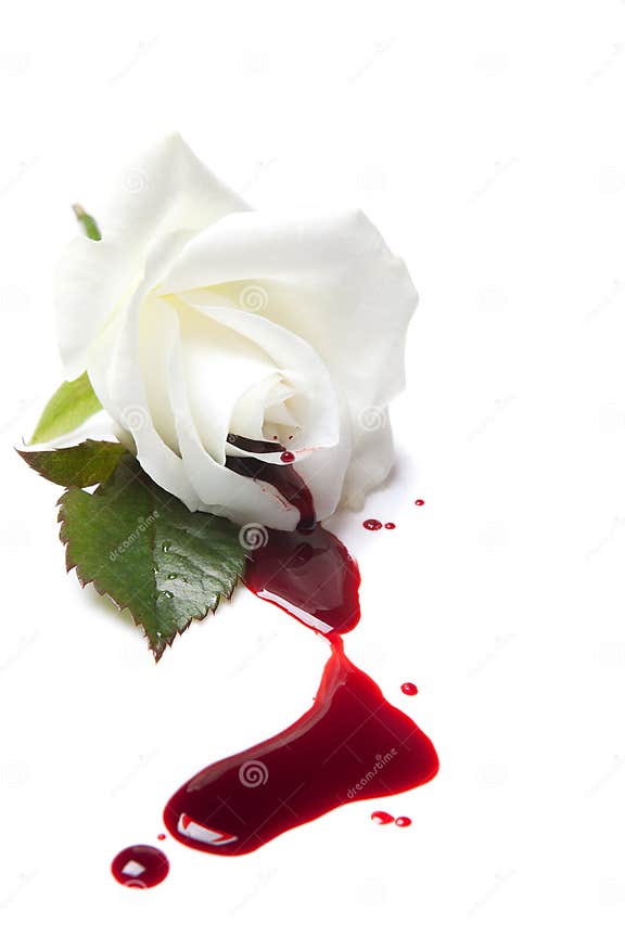 Bleeding white rose stock photo. Image of beauty, love - 17715550
