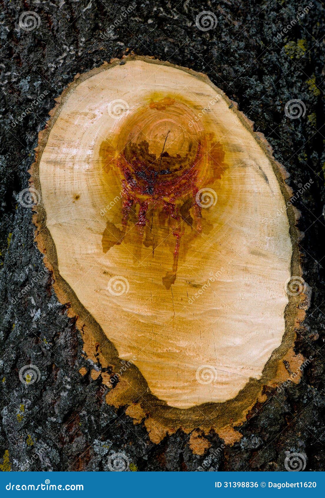 Bleeding wood stock photo. Image of round, slice, annual - 31398836
