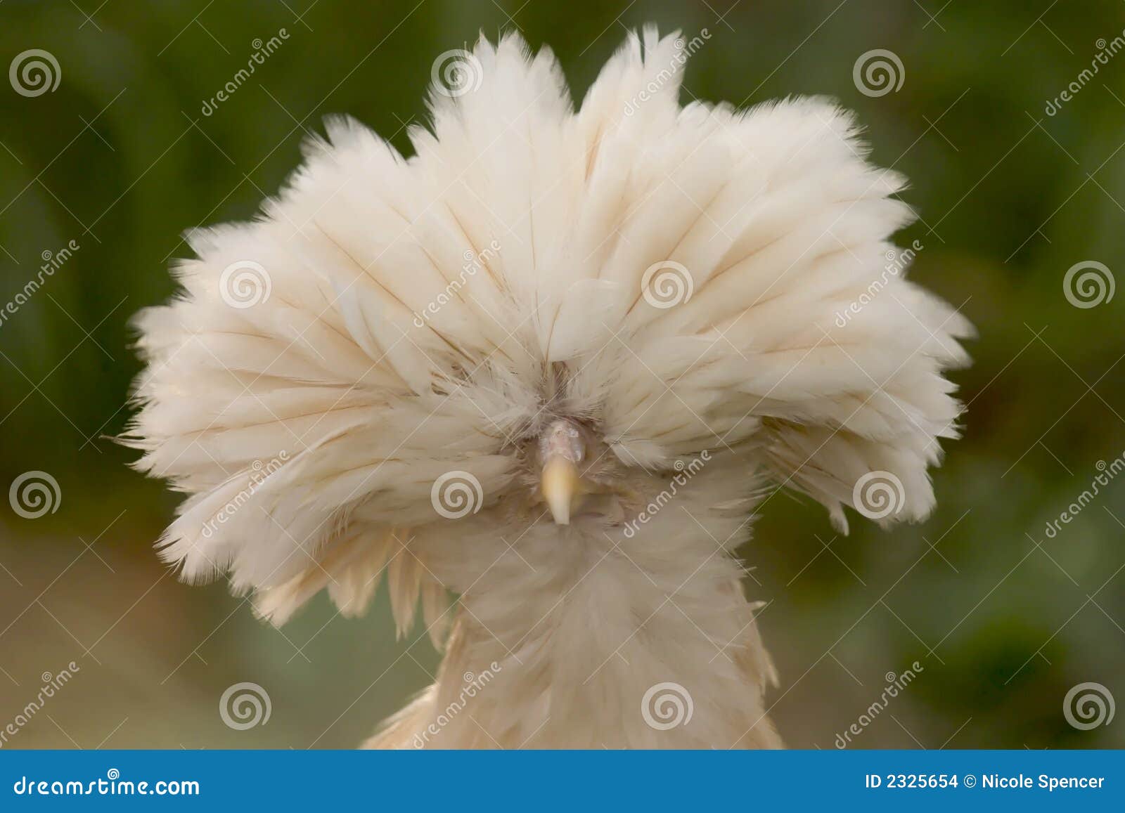 Bleekgele Poolse Kip stock foto. Image of landbouw, gevoed - 2325654