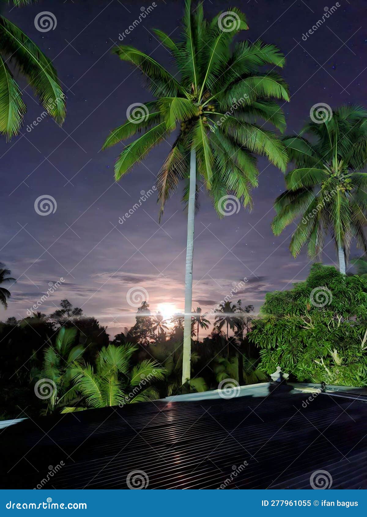 A Blend of Light and Coconut Trees at Night Stock Image - Image of ...