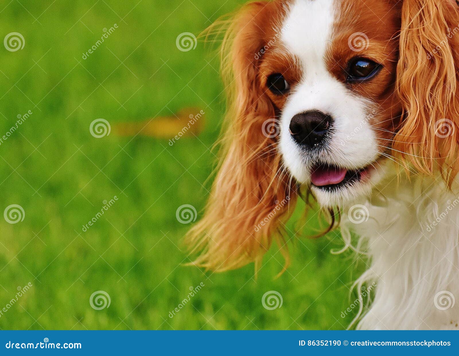 Blenheim Cavalier King Charles Spaniel Closeup Photography Picture ...
