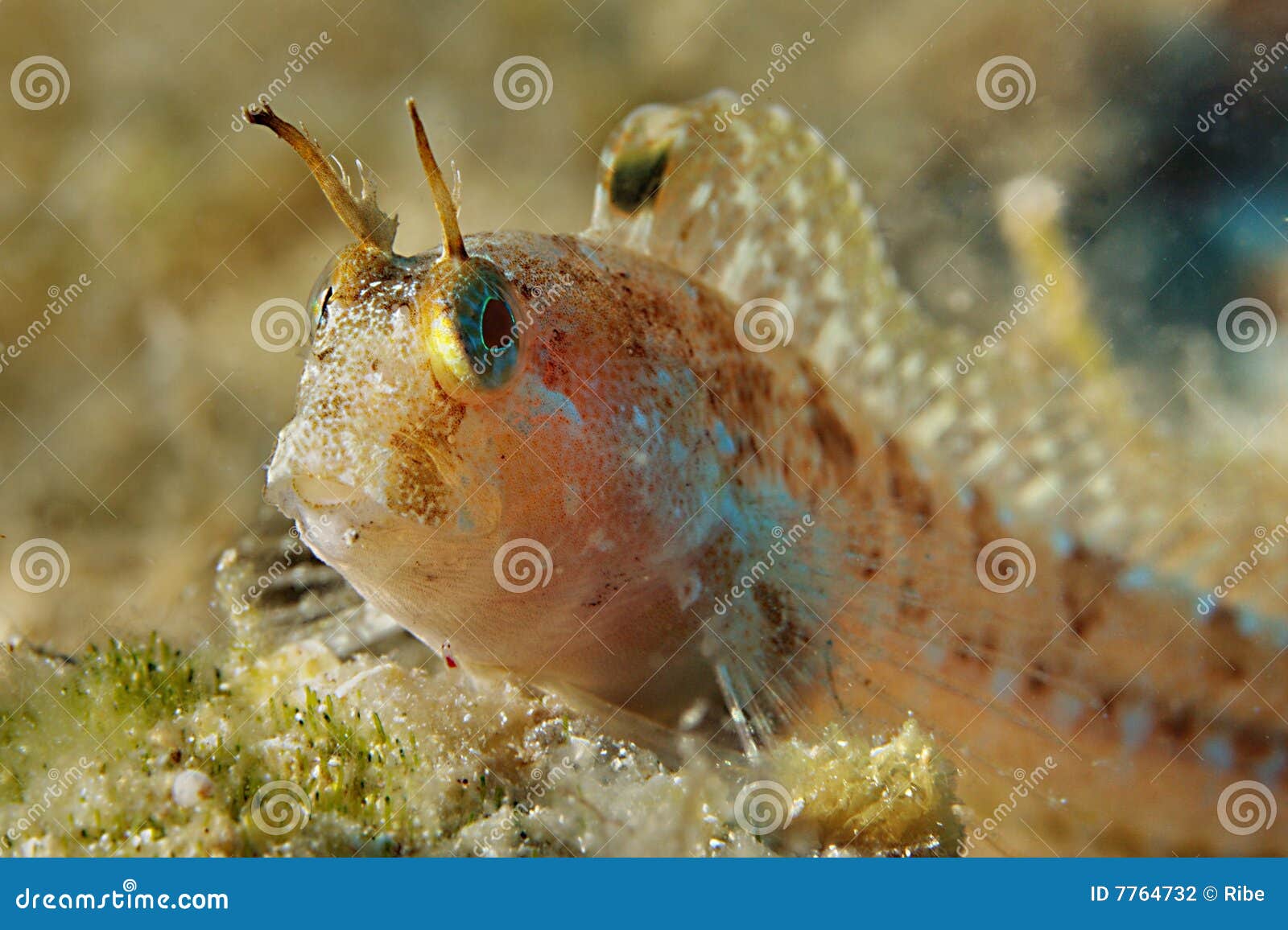 Blenny 2 stock photo. Image of ocean, turkey, animals - 7764732
