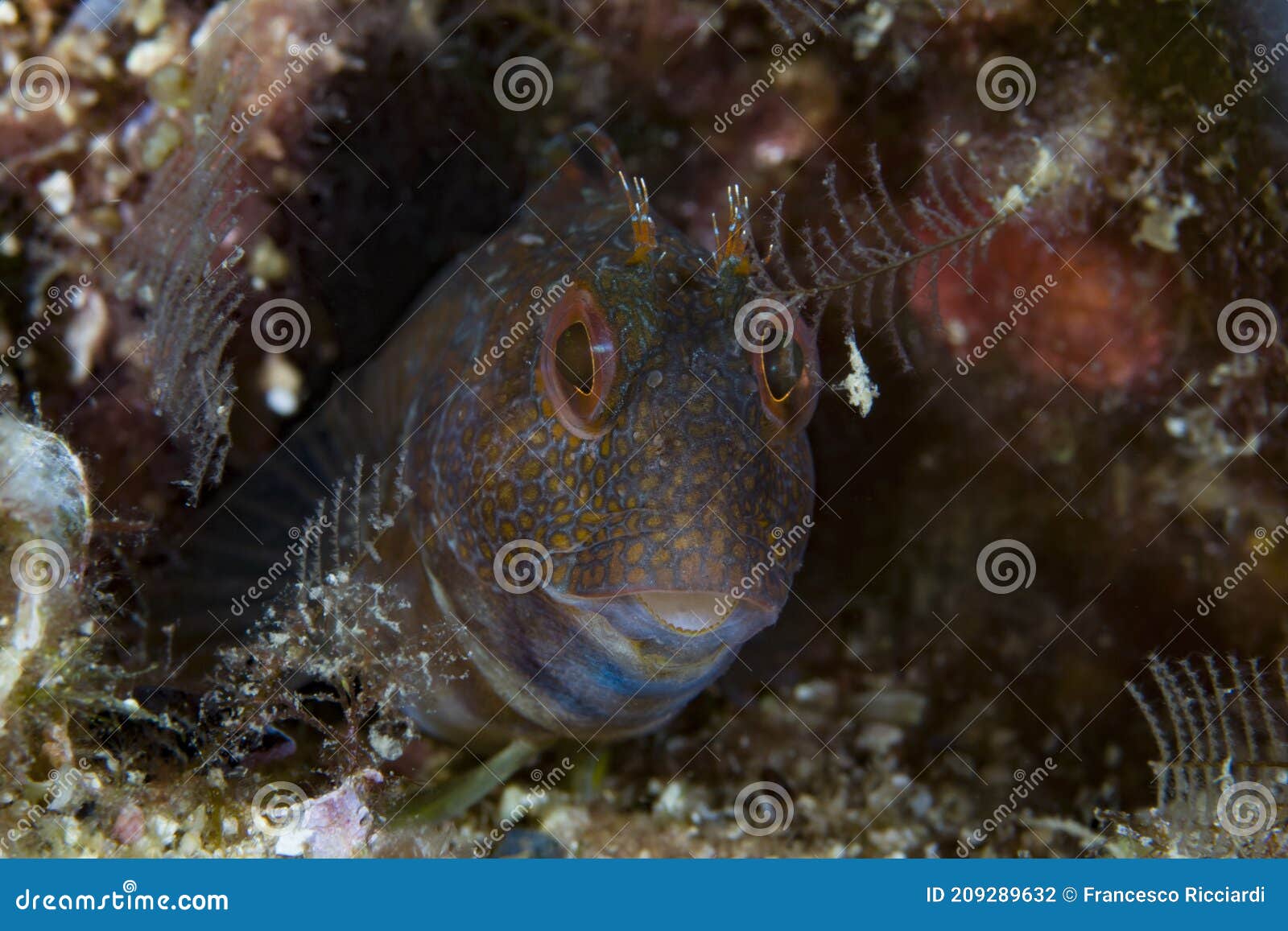 Blenny Parablennius Pilicornis Mediterranean Sea Stock Photo - Image of ...