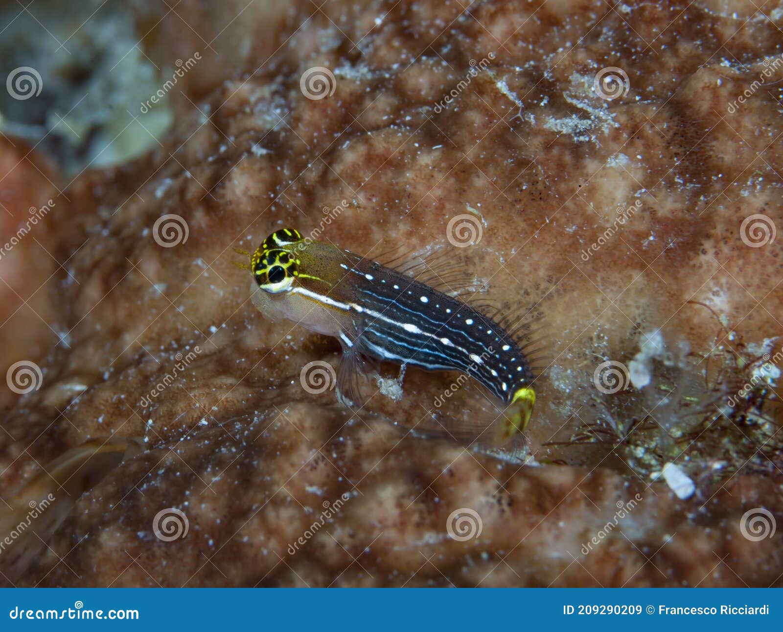 Pictus Blenny Royalty-Free Stock Photography | CartoonDealer.com #158370605