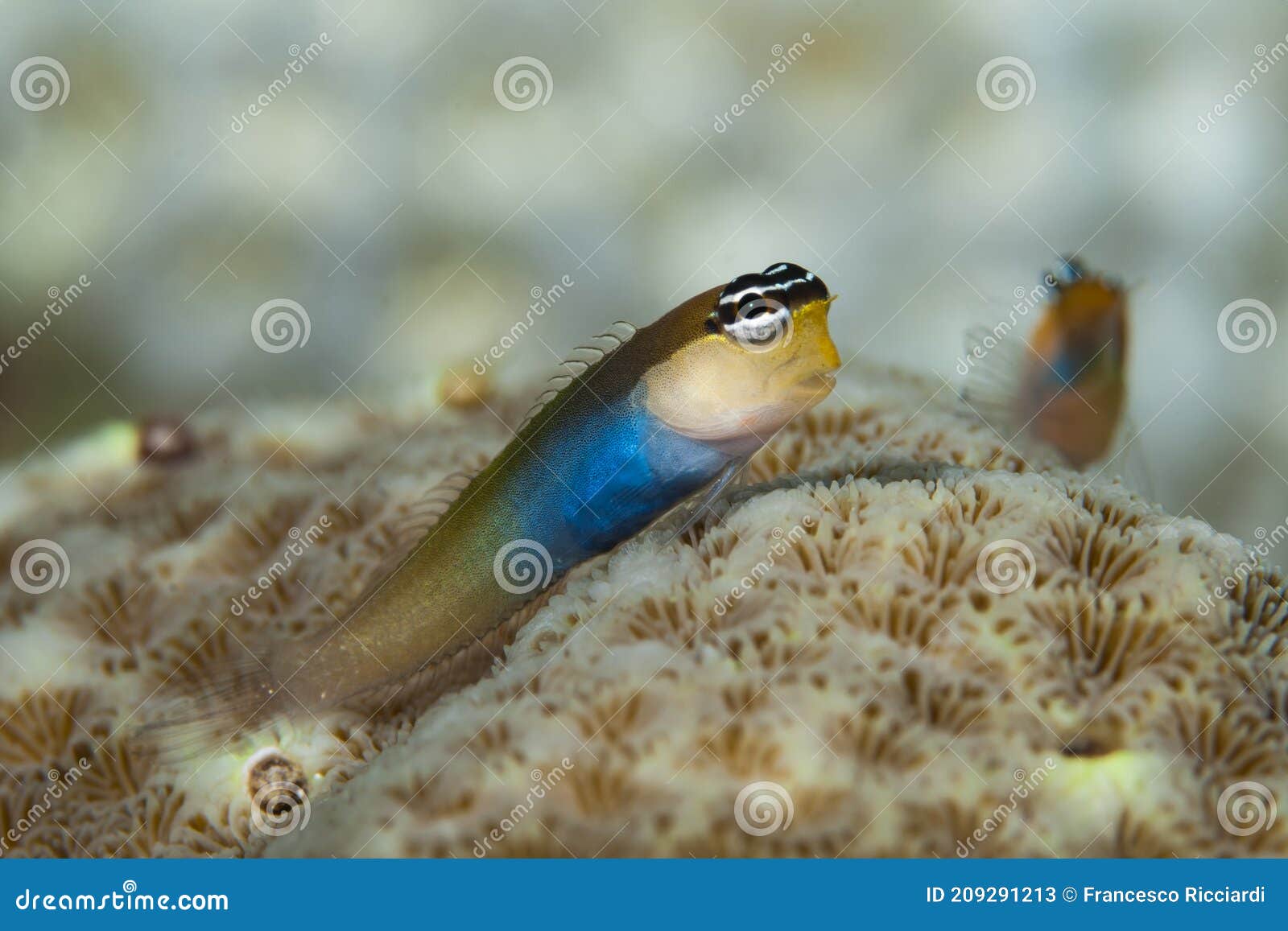 Combtooth Blenny Ecsenius Bandanus Stock Image - Image of blenny ...