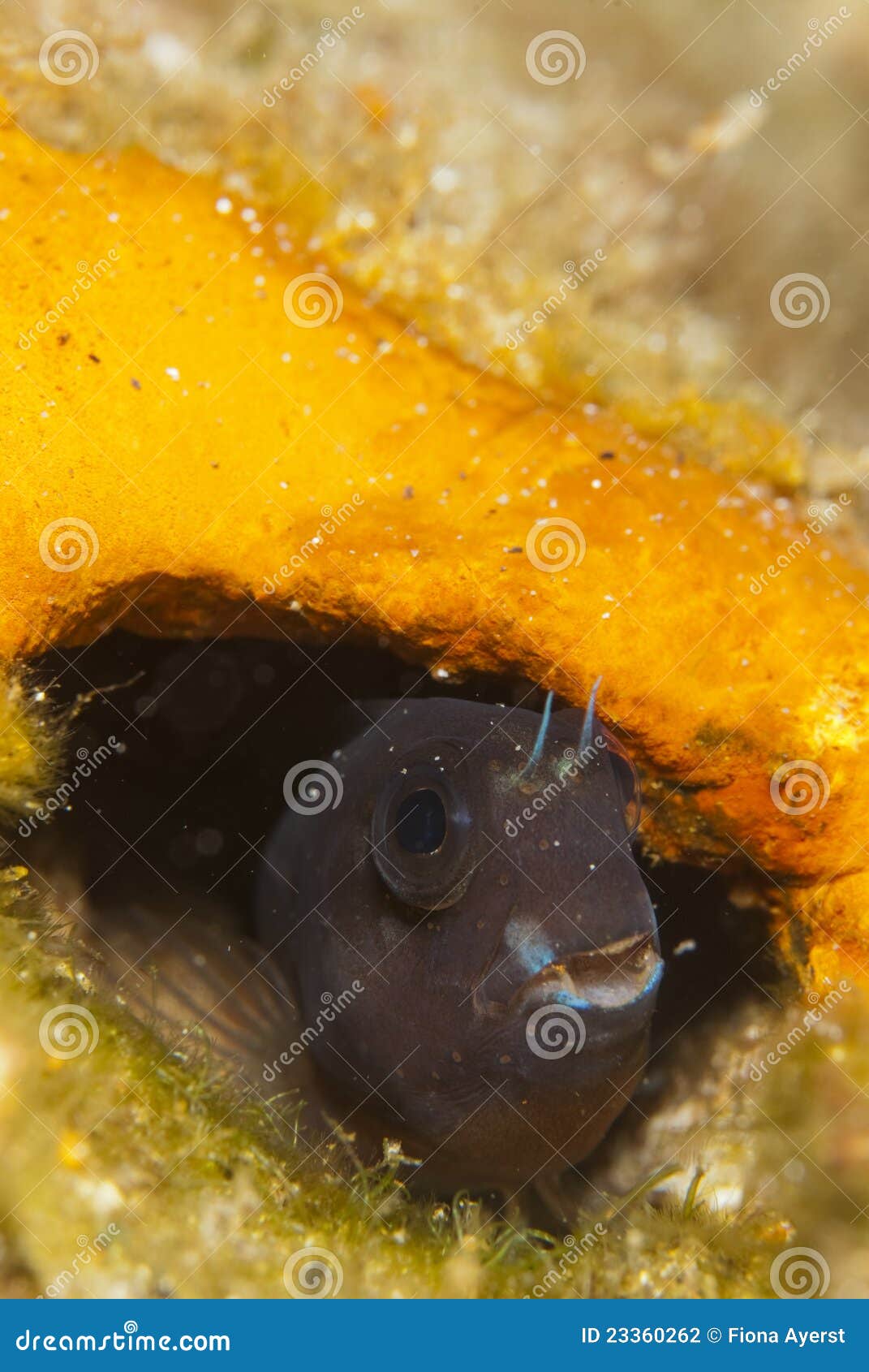 Blenny in burrow stock photo. Image of ocean, hole, mayu - 23360262