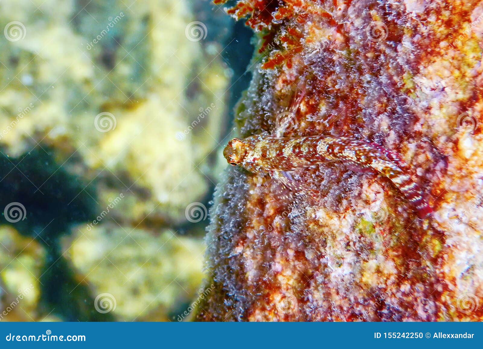 Blenny Fish on Reef, Underwater Marine Wildlife Stock Photo - Image of ...