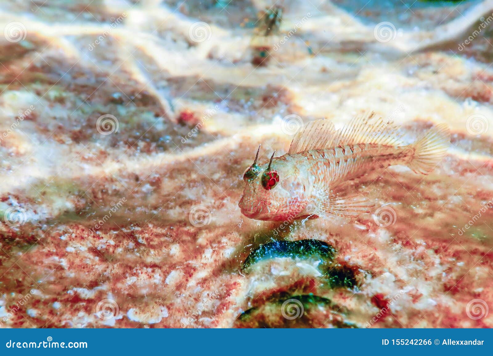 Blenny Fish on Reef, Underwater Marine Wildlife Stock Photo - Image of ...