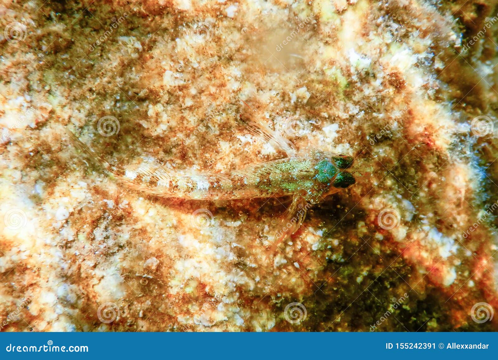 Blenny Fish on Reef, Underwater Marine Wildlife Stock Image - Image of ...