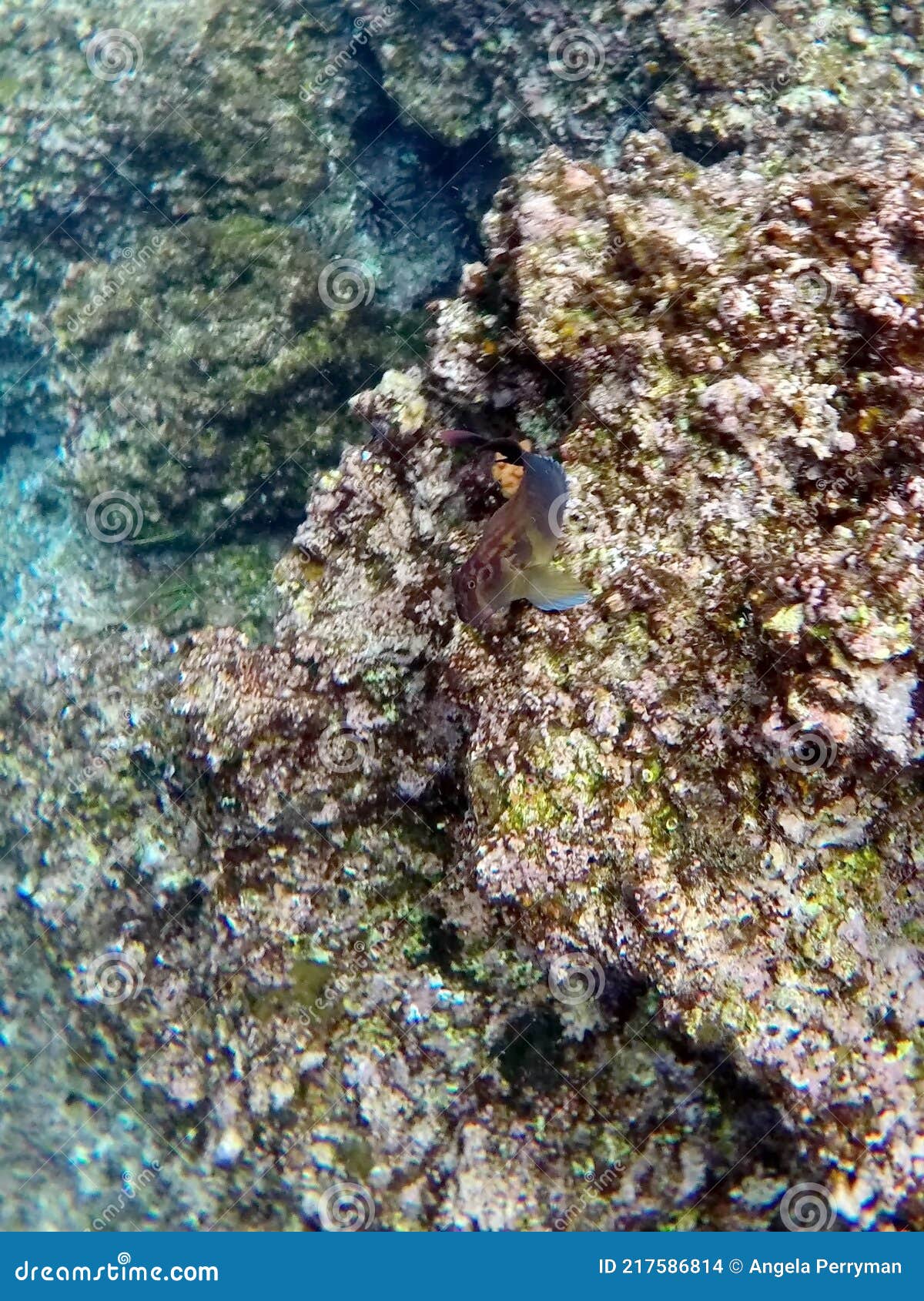 Blenny on a rock stock photo. Image of pacific, snorkeling - 217586814