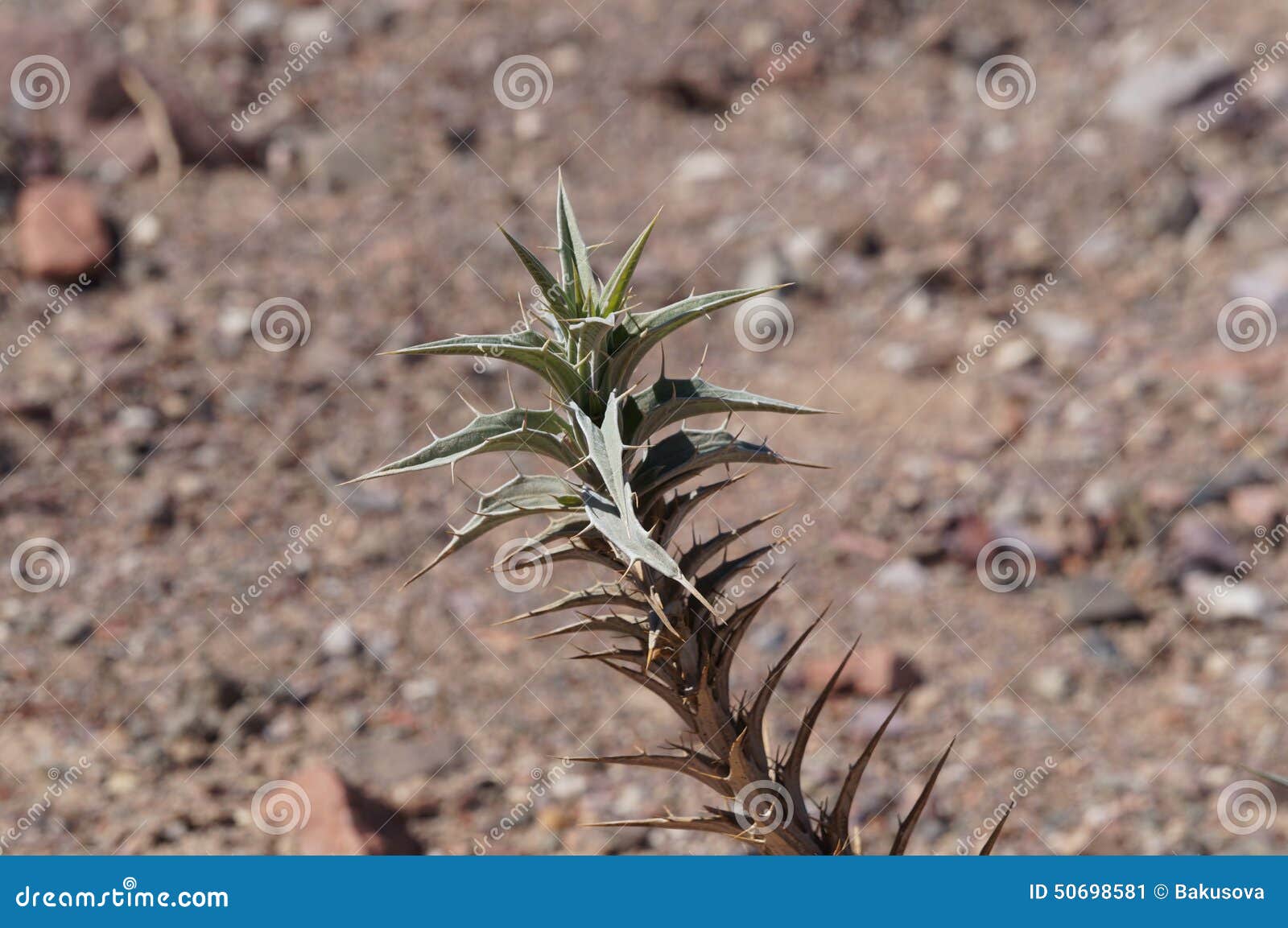 Blepharis Ciliaris, Desert Plant Stock Image - Image of closeup ...