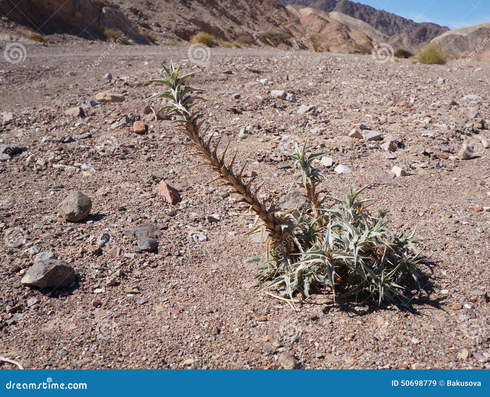 Blepharis Ciliaris, Desert Plant Stock Image - Image of flora, ciliaris ...