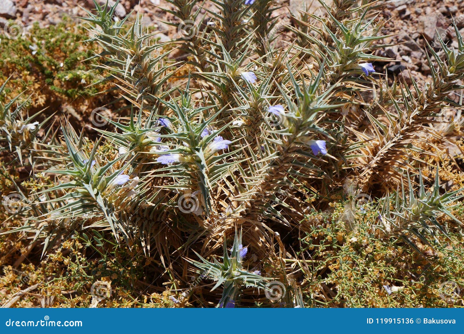 Blepharis ciliaris flowers stock photo. Image of dryness - 119915136