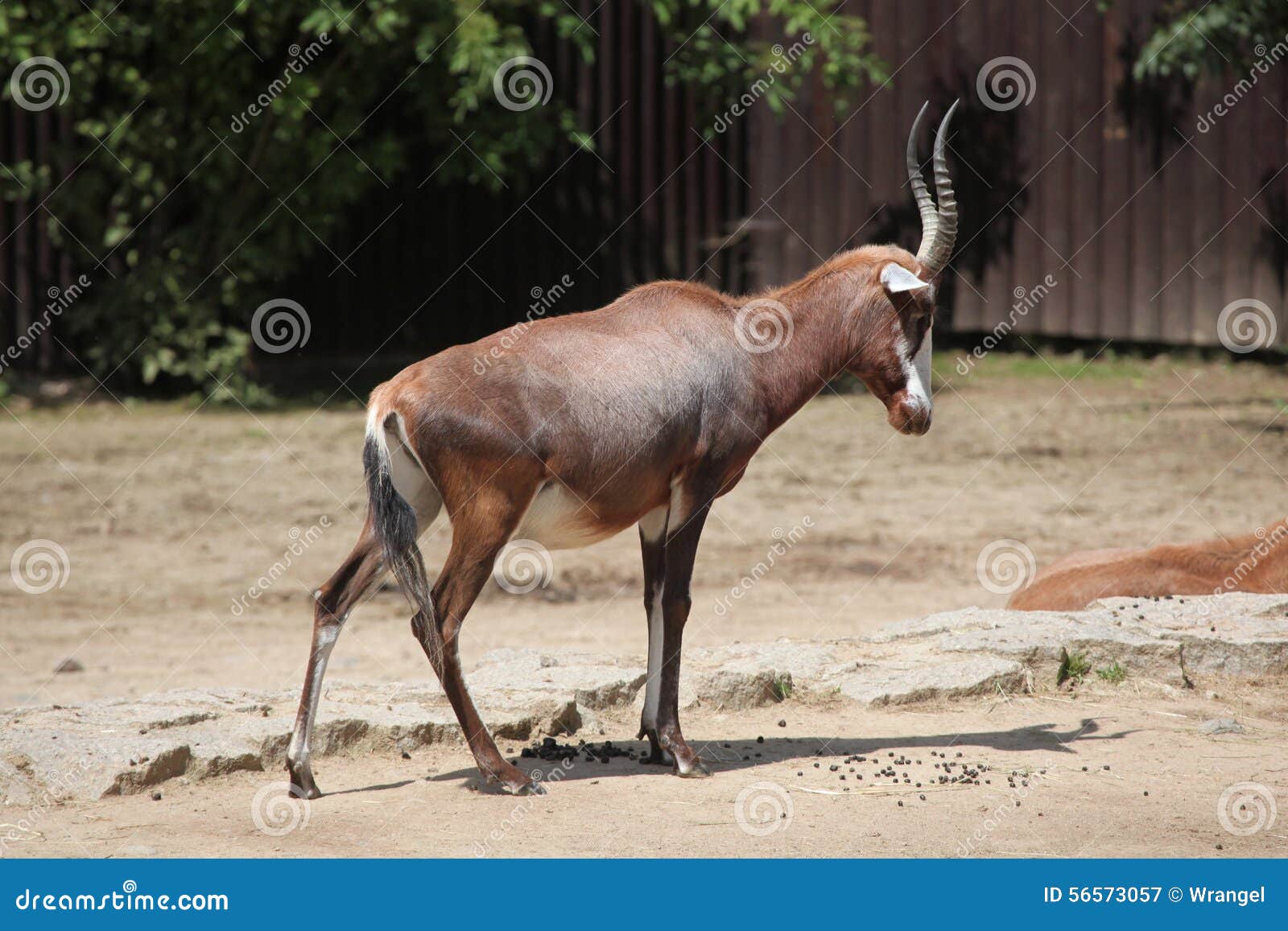 Blesbock (Damaliscus Pygargus Phillipsi). Stock Image - Image of ...