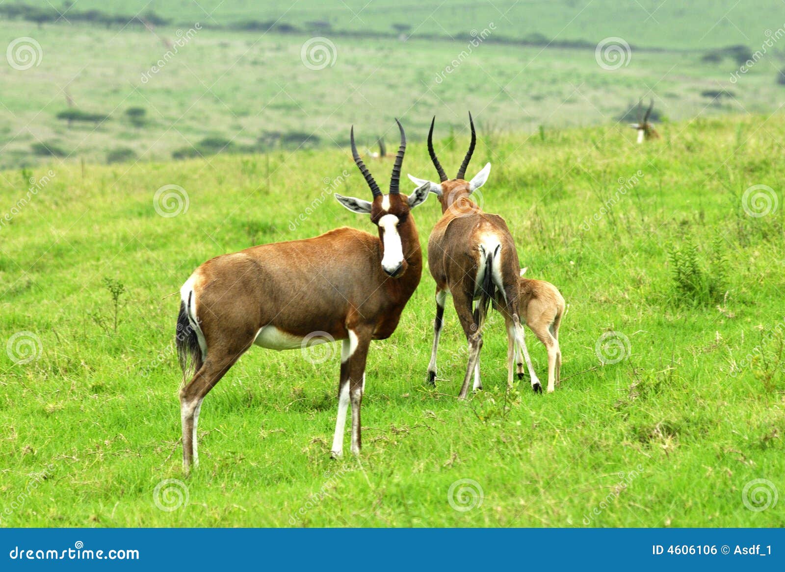 Blesbok stock photo. Image of mammal, wild, damaliscus - 4606106