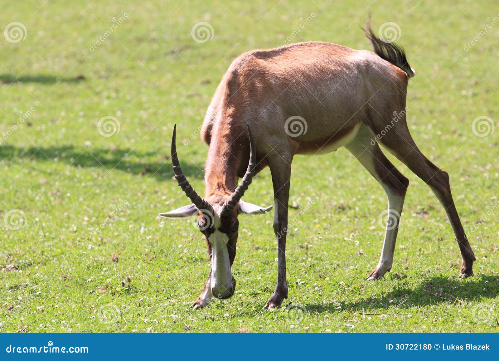 Blesbok stock photo. Image of pygarus, pygargus, blesbuck - 30722180