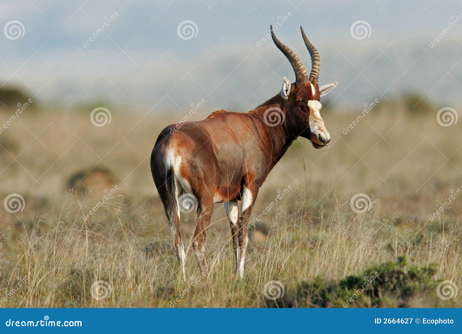 Blesbok antelope stock image. Image of wildlife, south - 2664627