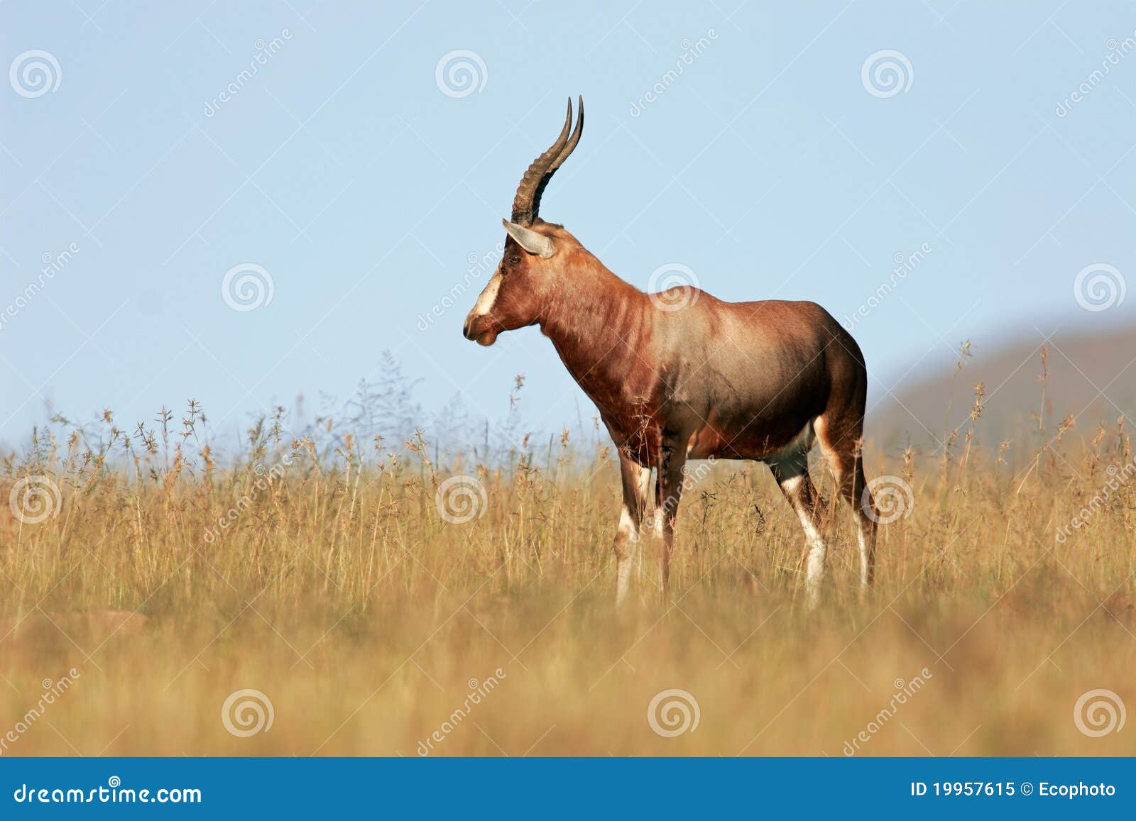 Blesbok Antelope in Grassland Stock Image - Image of damaliscus, nature ...