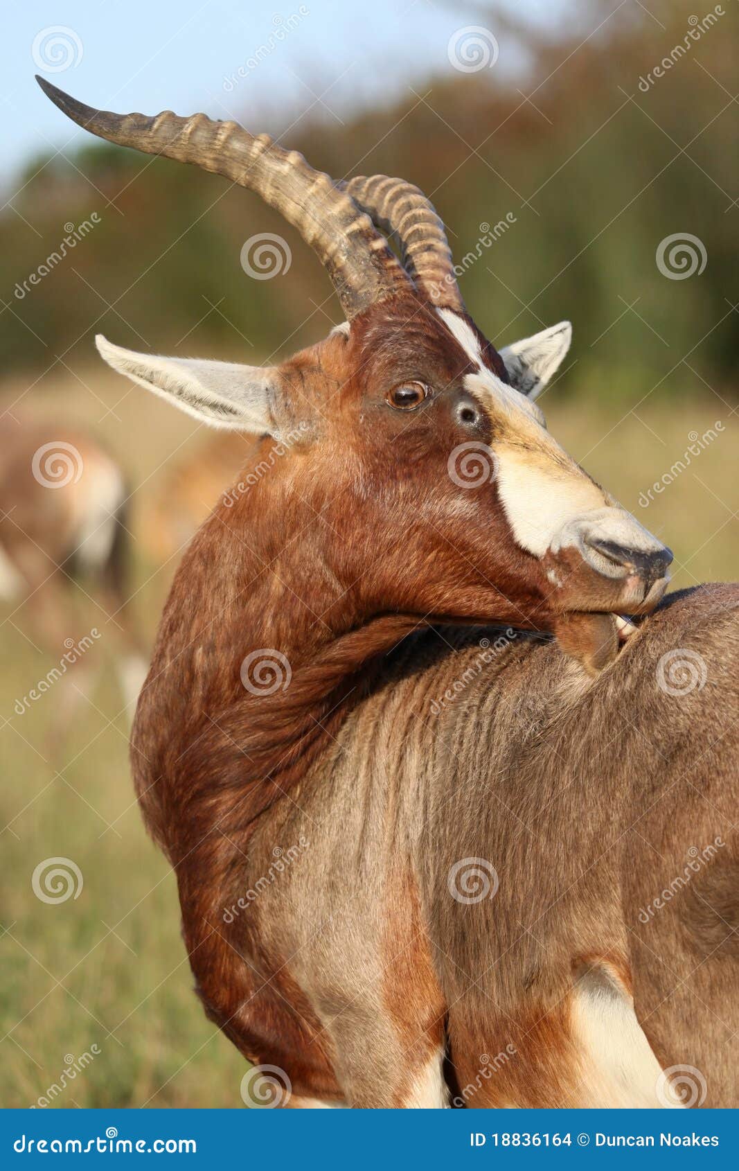 Blesbok Antelope with Itch stock photo. Image of closeup - 18836164