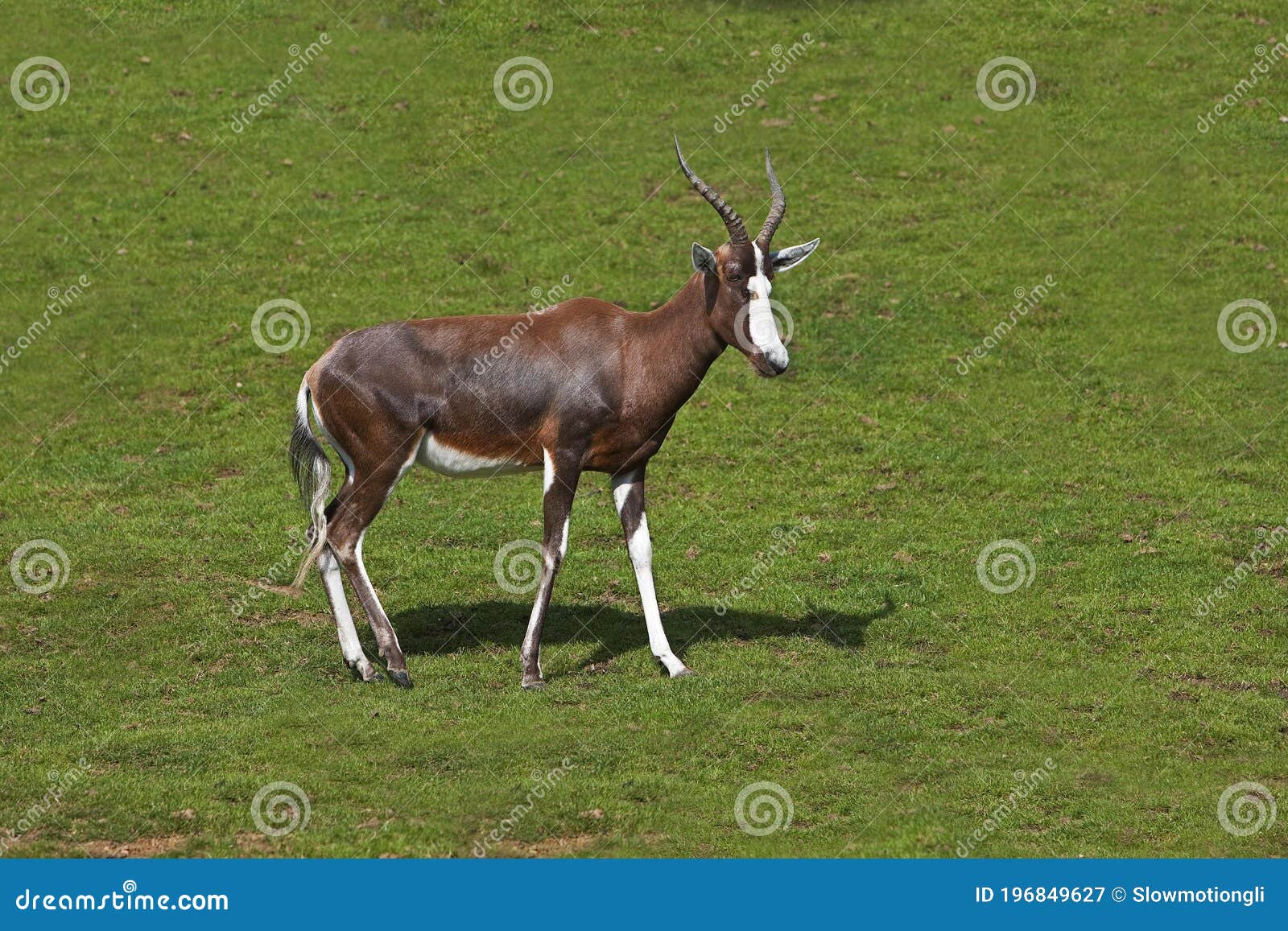 Blesbok or Bontebok, Damaliscus Pygargus Phillipsi Stock Image - Image ...
