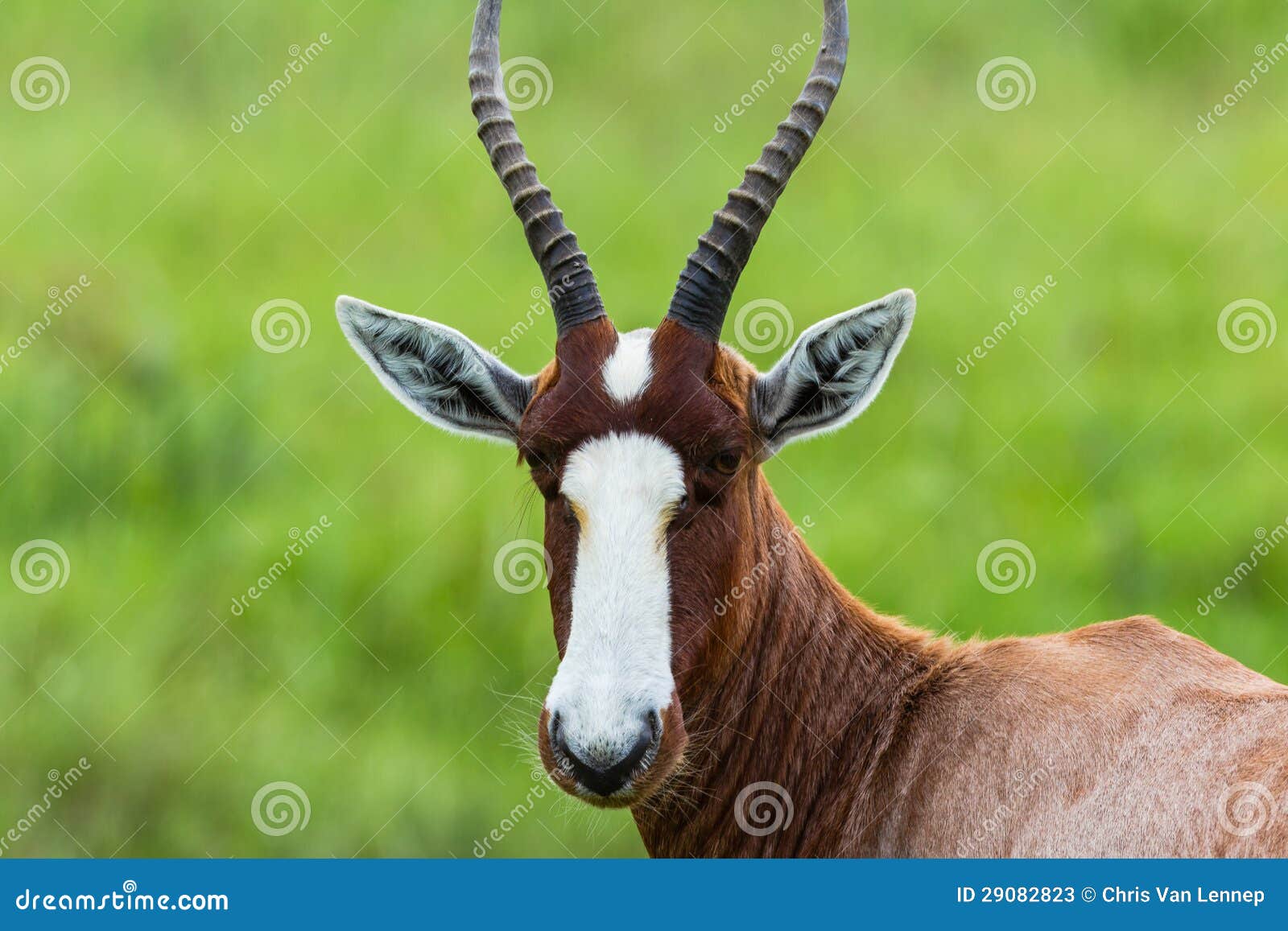Blesbok Buck Close Wildlife Stock Image - Image of reserves, blesbok ...