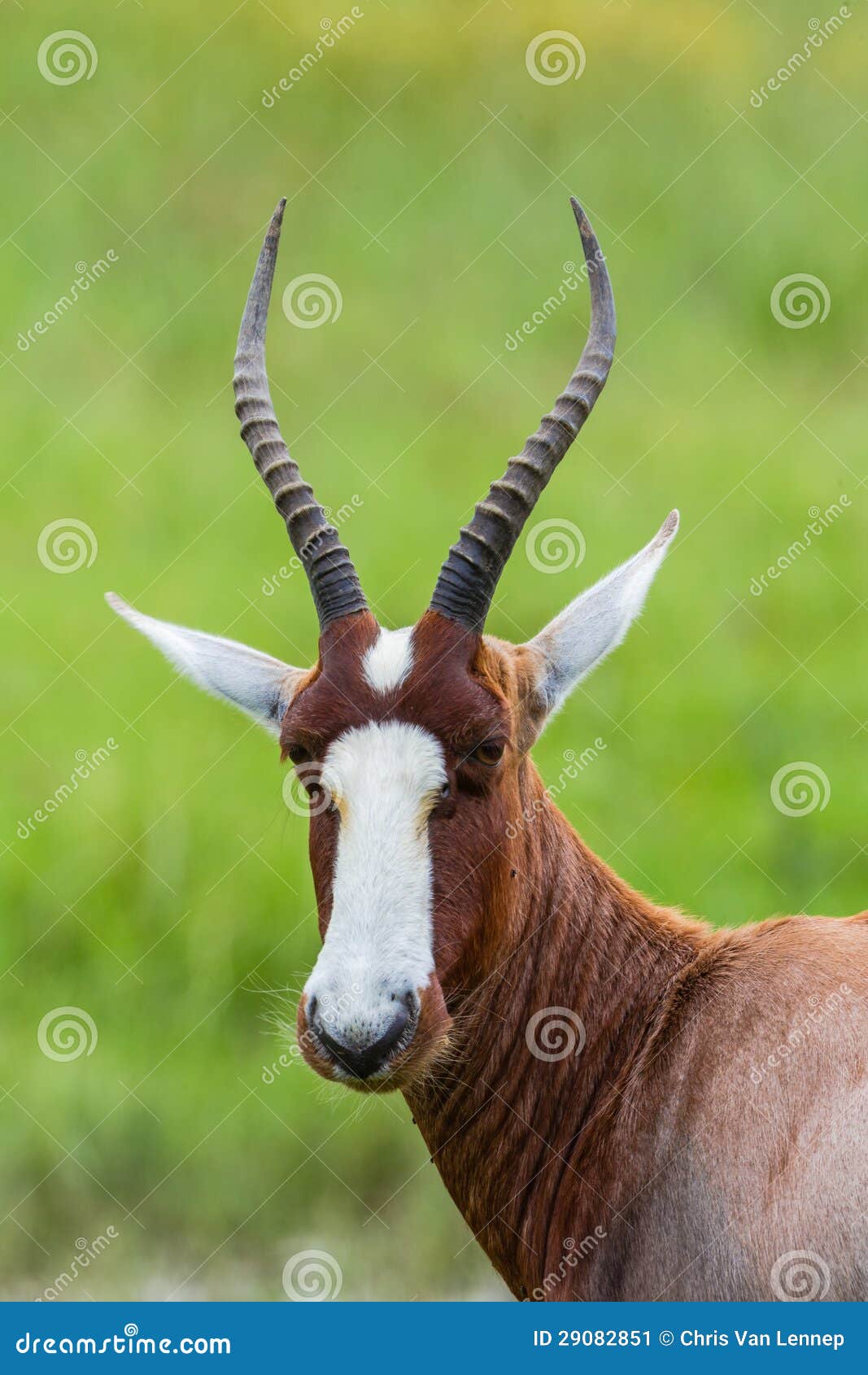 Blesbok Buck Head stock image. Image of blesbok, south - 29082851