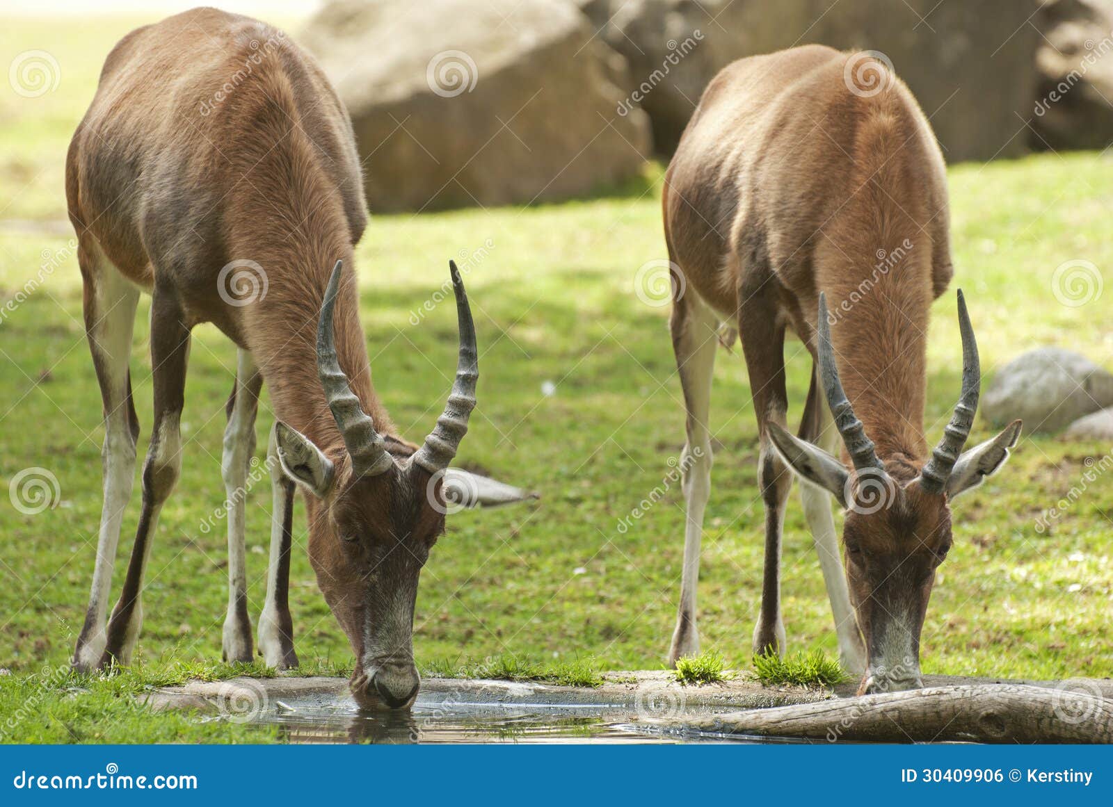 Blesbok stock photo. Image of nature, natural, blesbok - 30409906