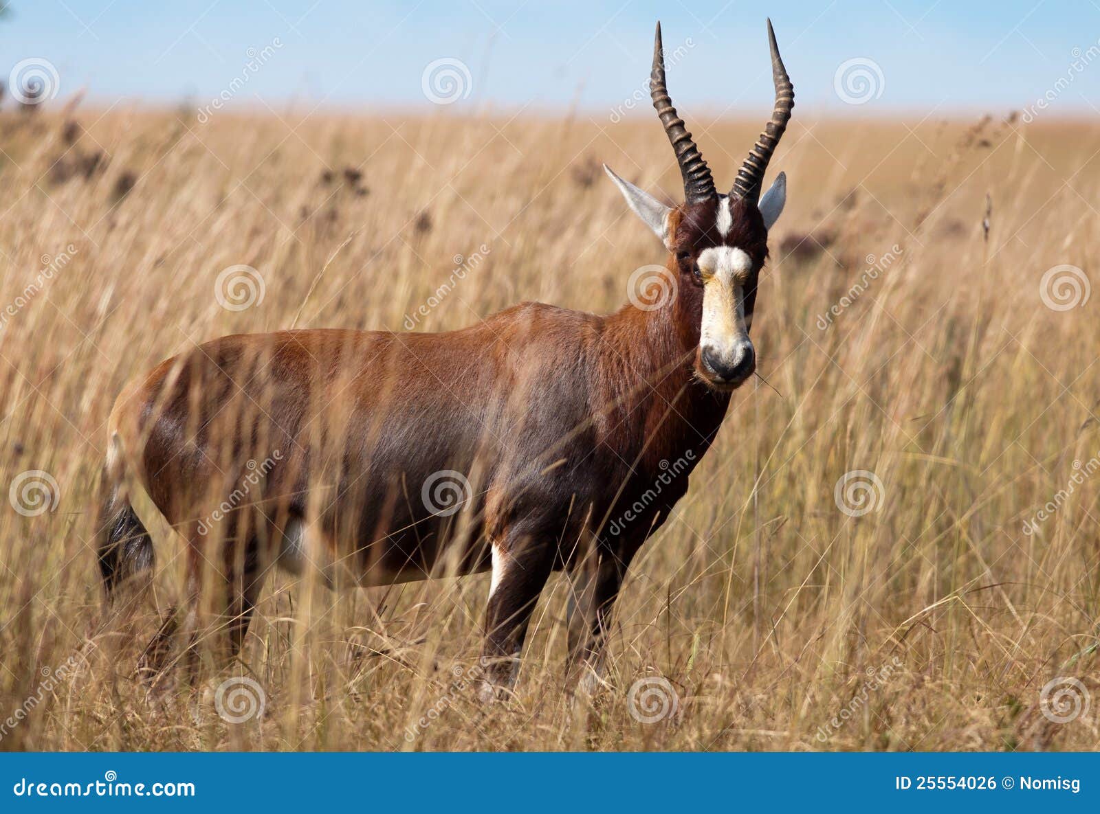 Blesbok