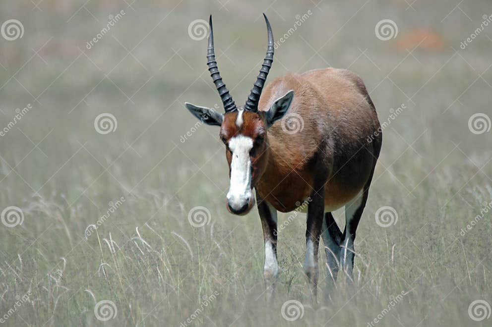 Blesbuck stock photo. Image of horns, trophy, mammal, shoot - 420926