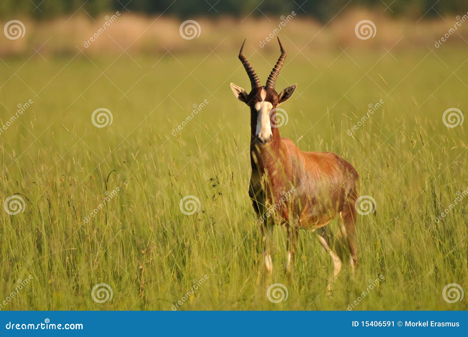Blesbuck on an African Plain Stock Image - Image of plains, herbivore ...