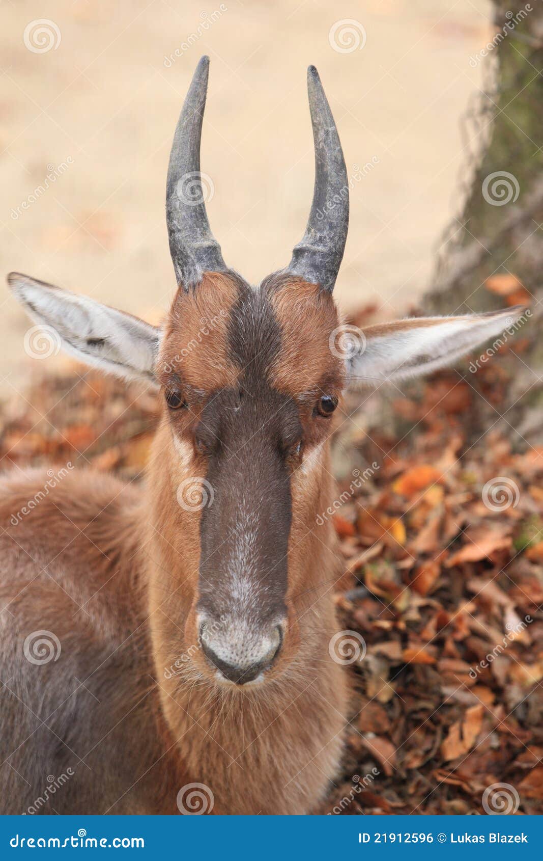 Blesbuck detail stock photo. Image of blesbok, phillipsi - 21912596