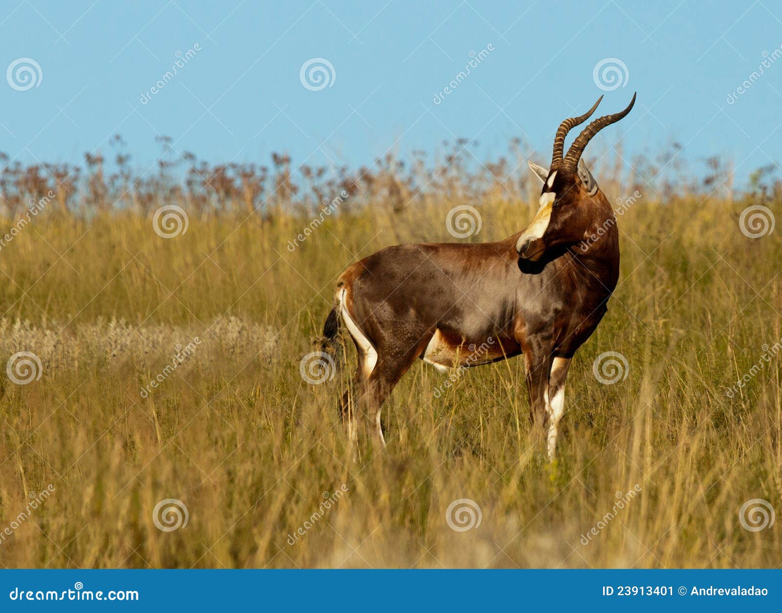 Blesbuck in a field stock image. Image of wilderness - 23913401