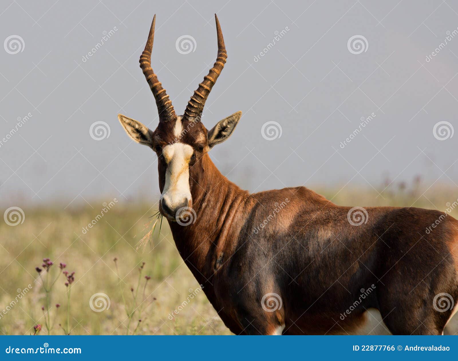 Blesbuck Ram stock photo. Image of african, buck, bush - 22877766