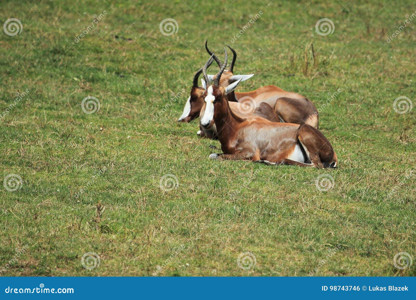 Blesbuck stock photo. Image of blesbok, south, animal - 98743746