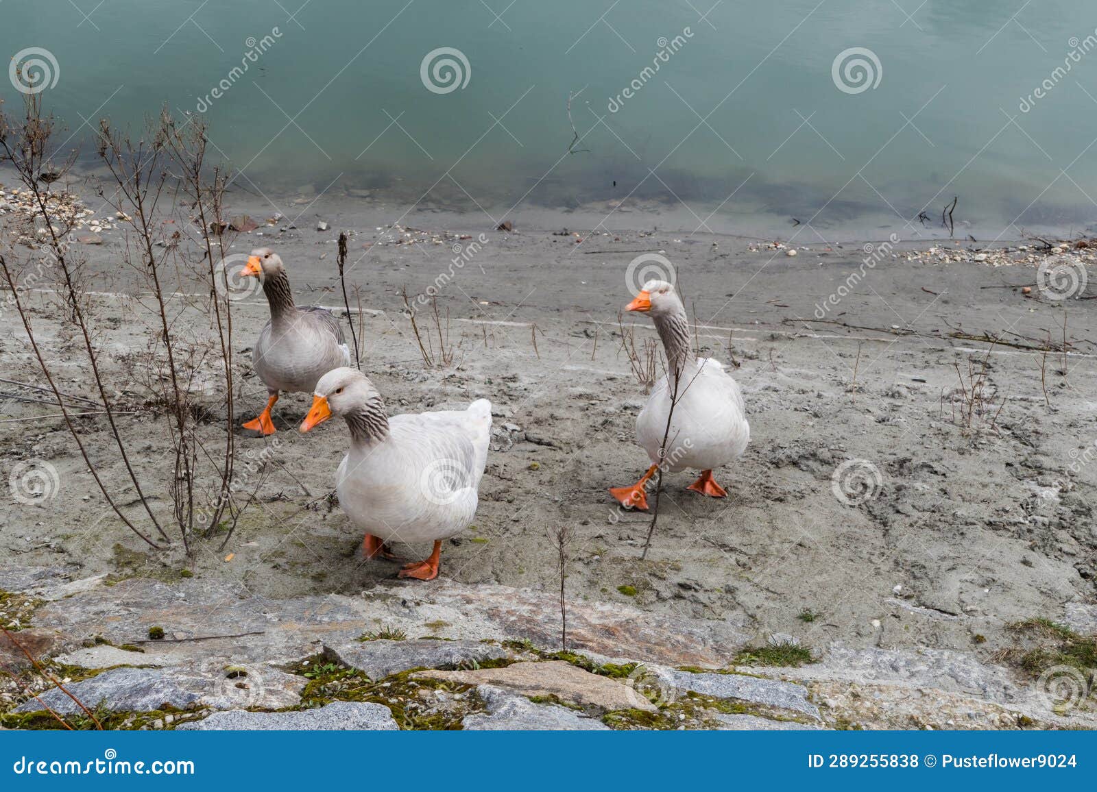 Bless Geese on River Passau Germany Stock Photo - Image of winter ...
