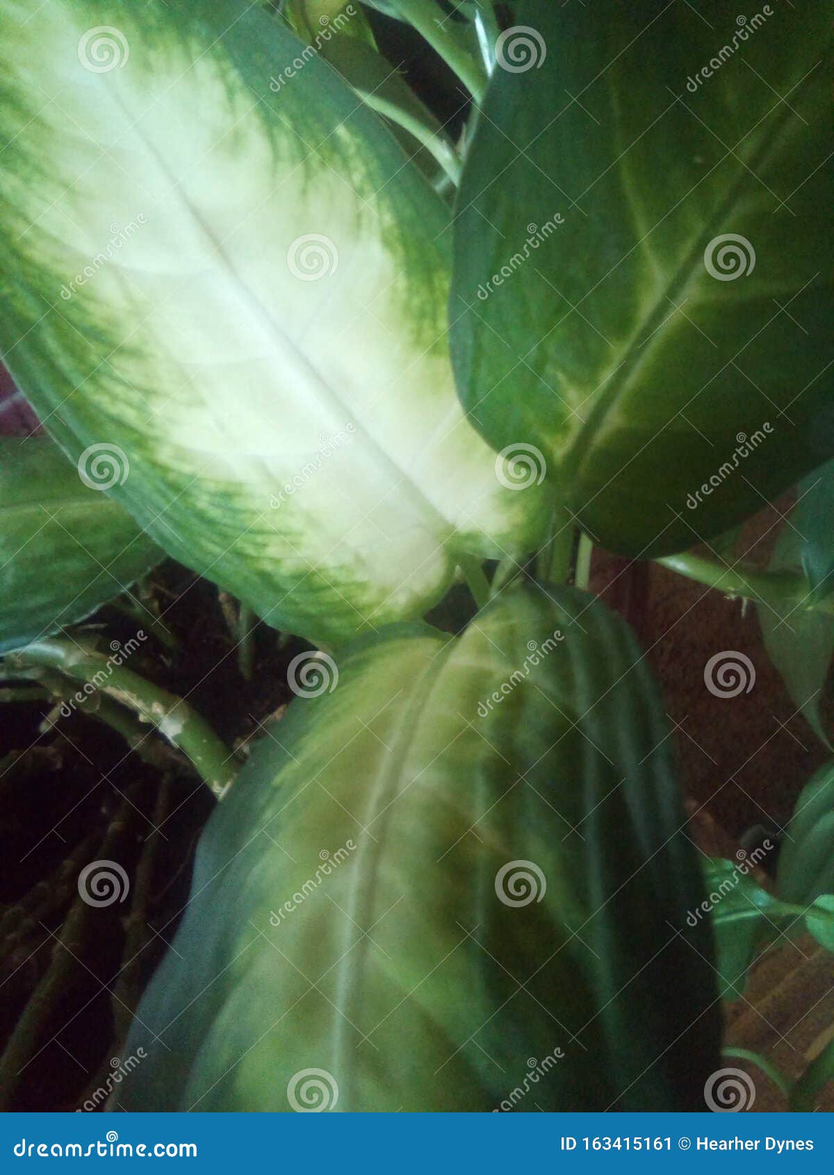 Blessed Be Green Summers End Stock Image - Image of green, summer ...